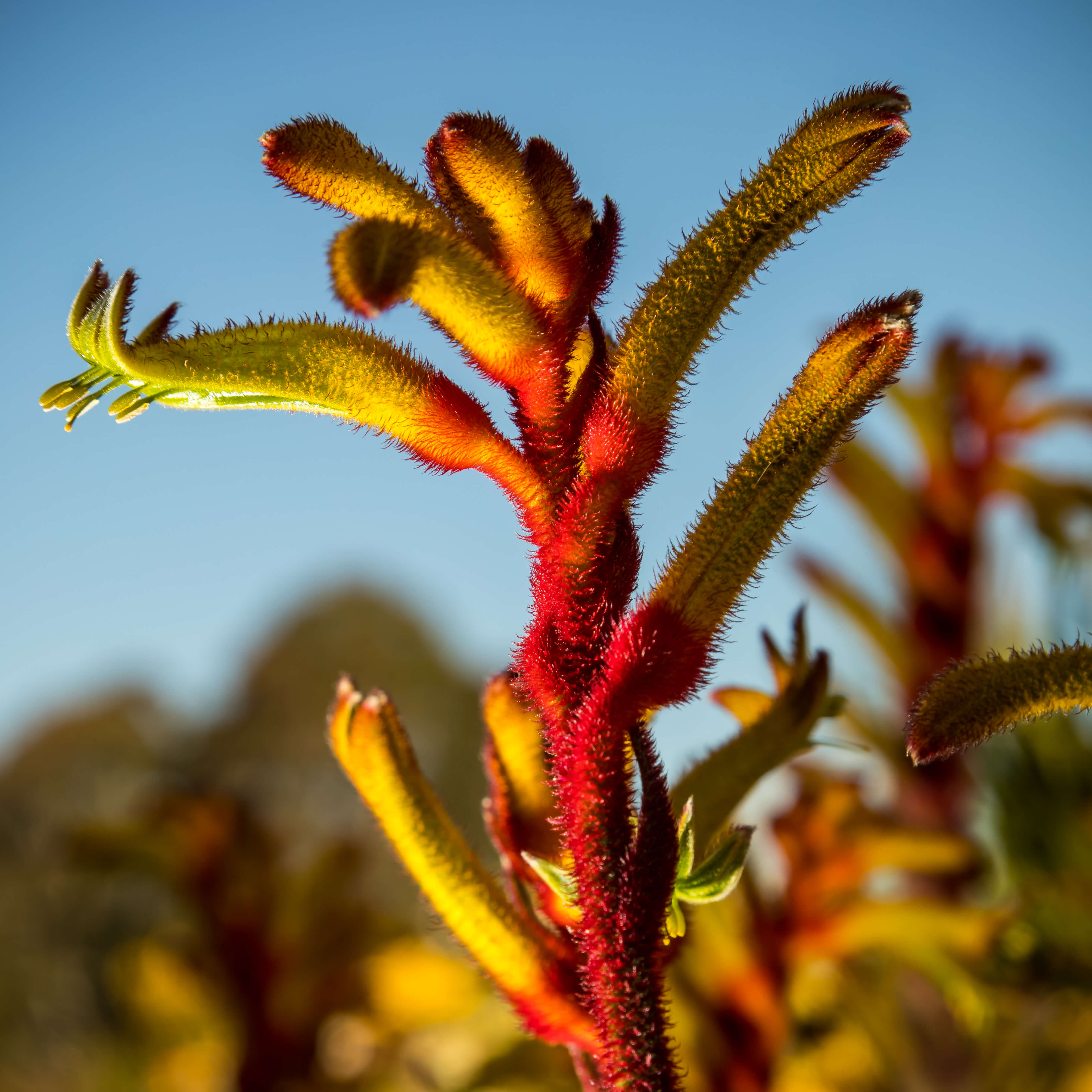Mistletoe: a festive & freaky parasite | Botanic Gardens of Sydney