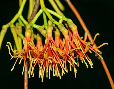 Mistletoe: a festive & freaky parasite | Botanic Gardens of Sydney