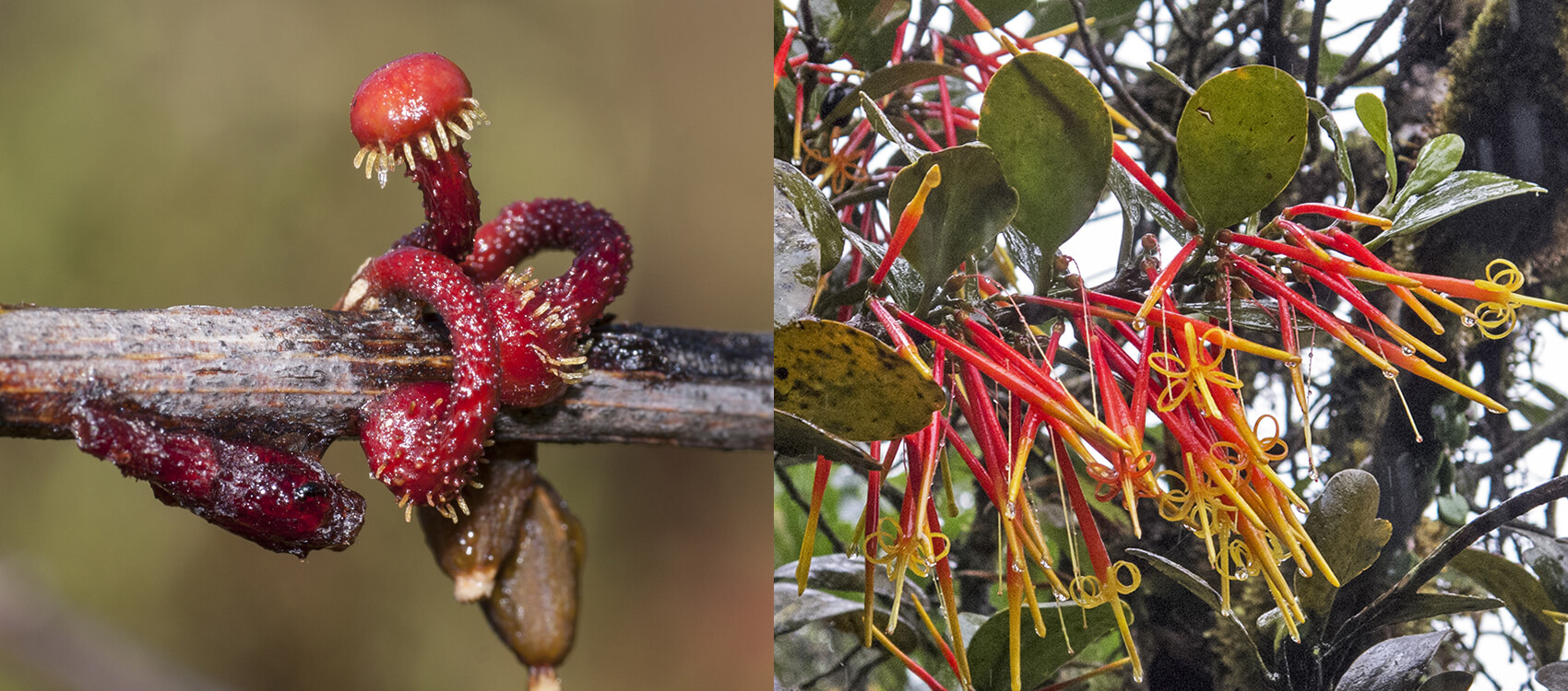 Mistletoe: a festive & freaky parasite | Botanic Gardens of Sydney