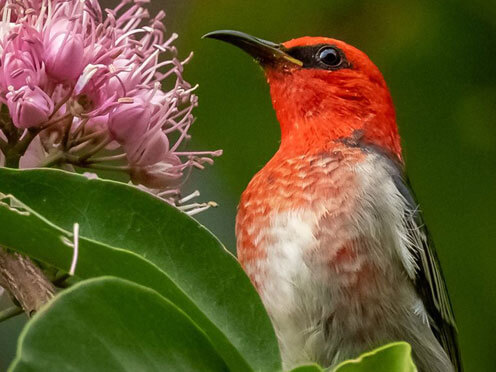 Birds and animals | Botanic Gardens of Sydney