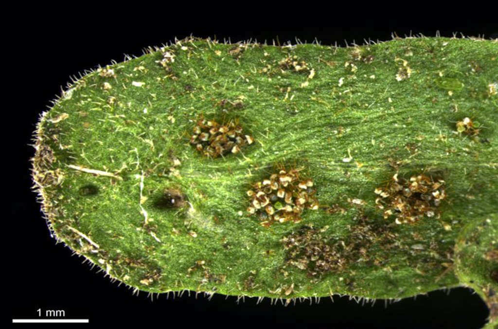 Botanists rediscover extinct ferns on remote Queensland | Botanic ...