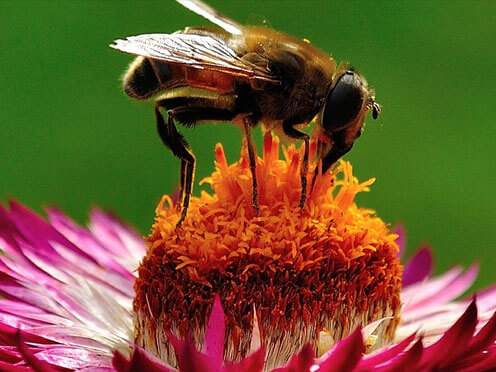 Garden Safari - Invertebrates | Botanic Gardens of Sydney