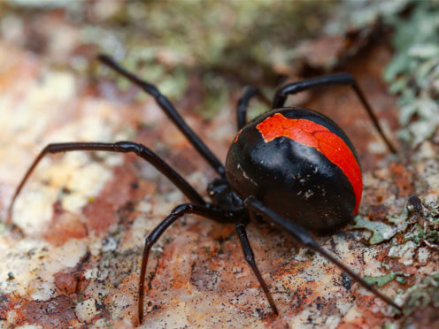 Spiders 8 | Botanic Gardens of Sydney