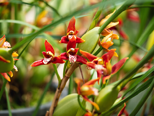 What the Flora!? | Botanic Gardens of Sydney