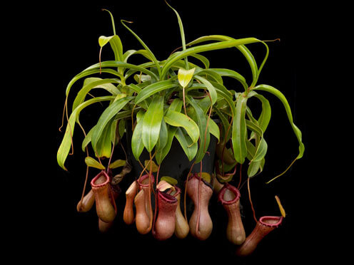 Types of traps | Botanic Gardens of Sydney