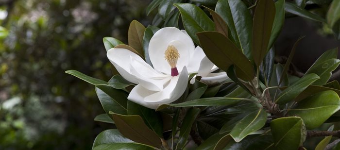 Meet our experts | Botanic Gardens of Sydney