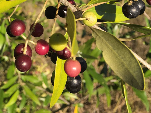 African Olive | Botanic Gardens of Sydney