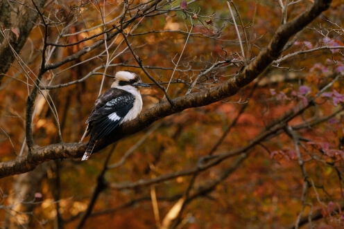 Aboriginal Bush Tucker Tour | Botanic Gardens of Sydney