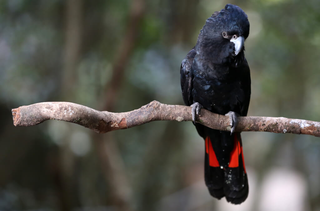 First Nations Sustainability | Botanic Gardens of Sydney