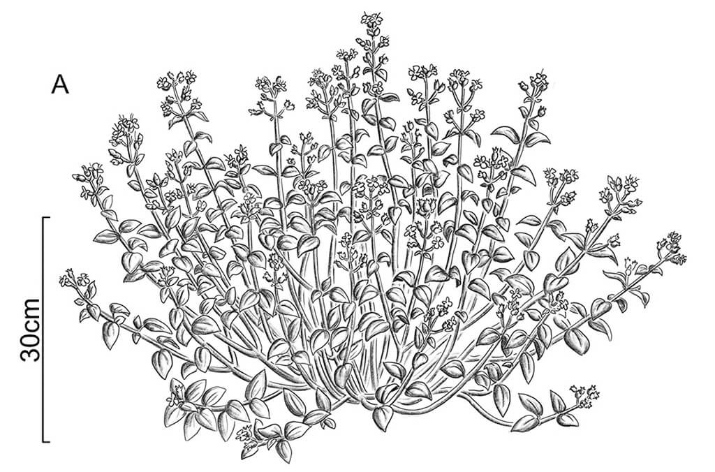 Margaret Flockton Award 2025 | Botanic Gardens of Sydney