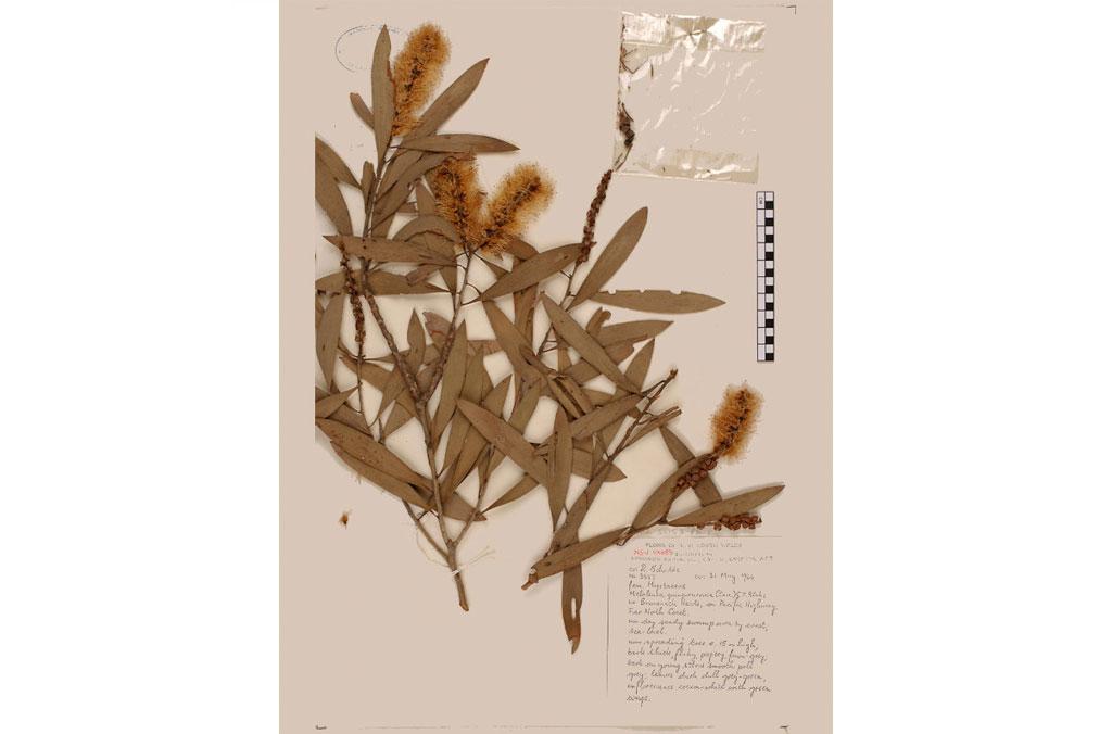 Seasons in Aboriginal culture | Botanic Gardens of Sydney