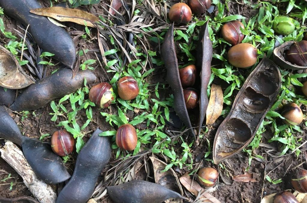 Black bean | Botanic Gardens of Sydney