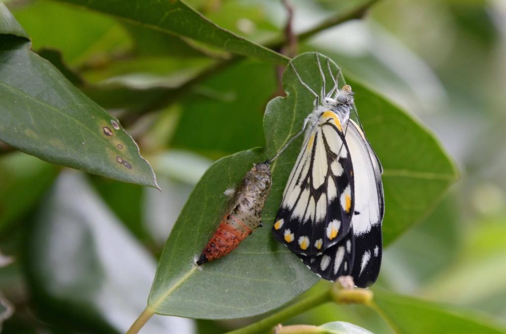 Butterflies are blooming | Botanic Gardens of Sydney