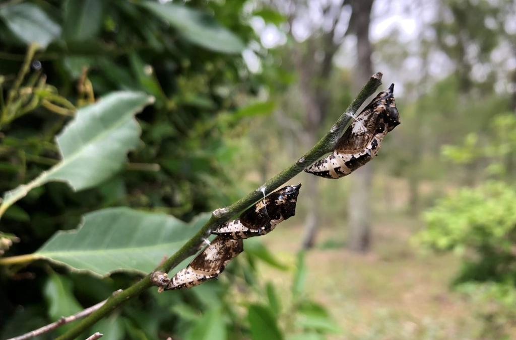 Butterflies are blooming | Botanic Gardens of Sydney