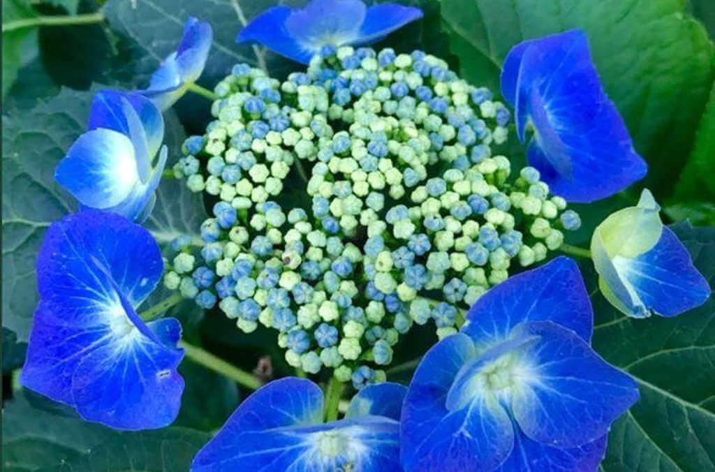 Best day trips from Sydney that the family will love | Botanic Gardens ...