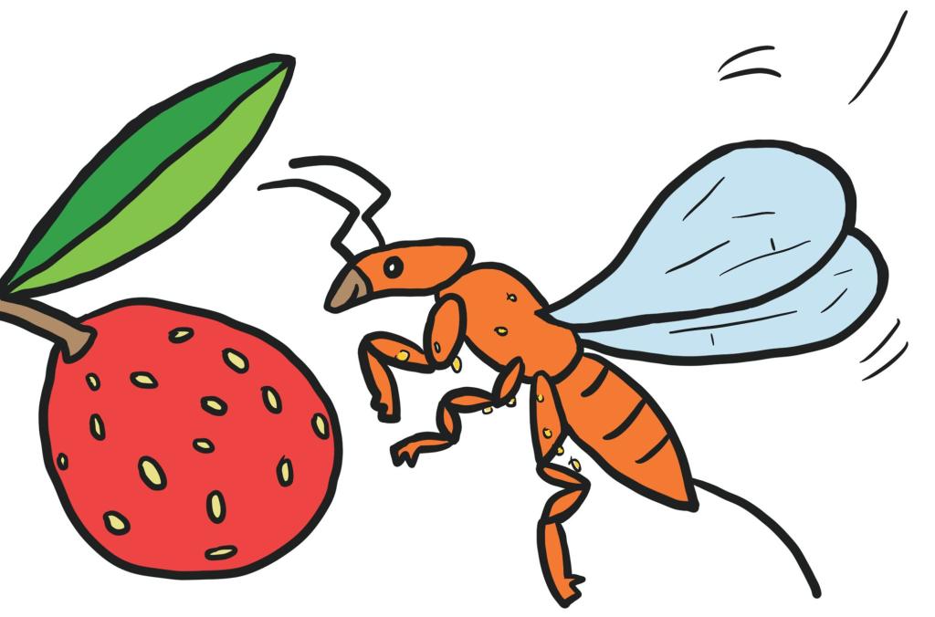 Exploring Fig Wasps | Botanic Gardens of Sydney