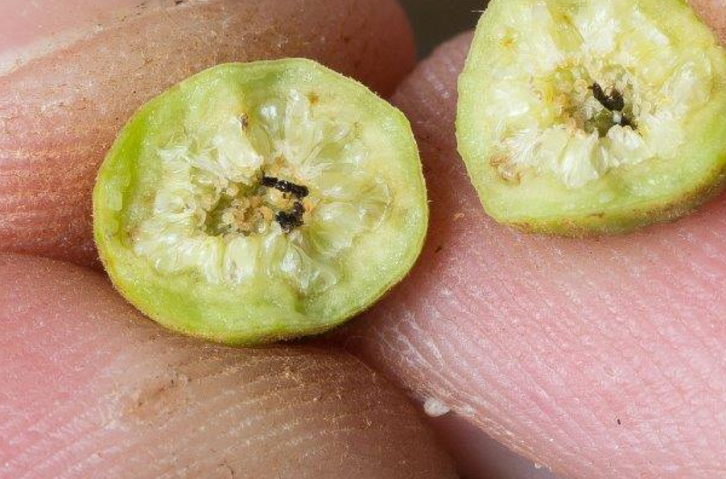 Exploring Fig Wasps | Botanic Gardens of Sydney