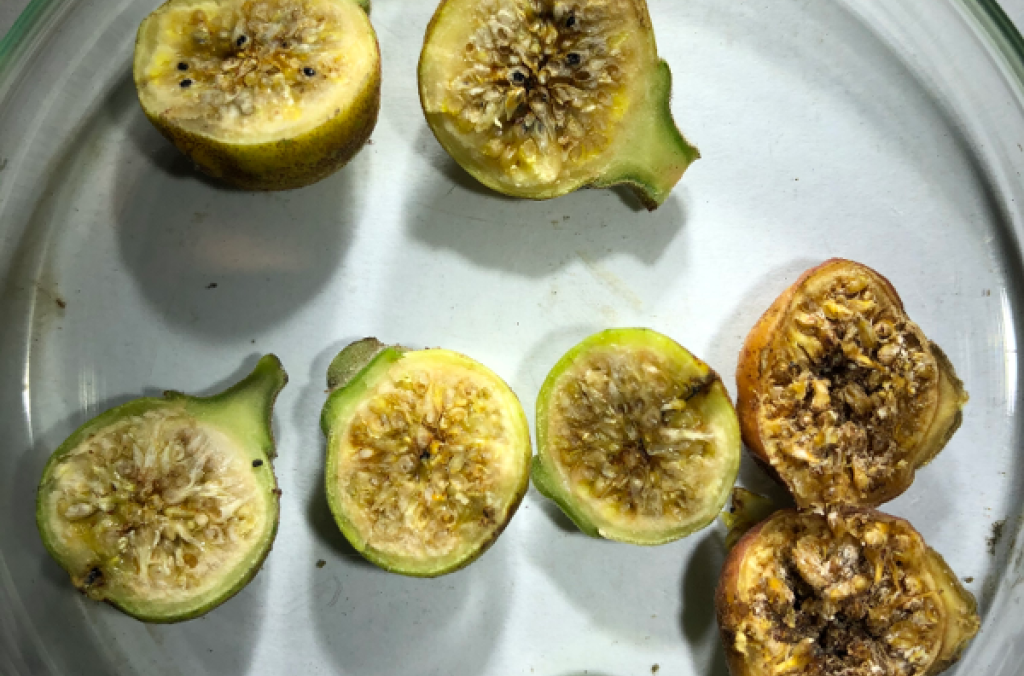 Exploring Fig Wasps | Botanic Gardens of Sydney