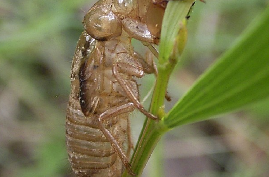 Cicada Capers | Botanic Gardens of Sydney