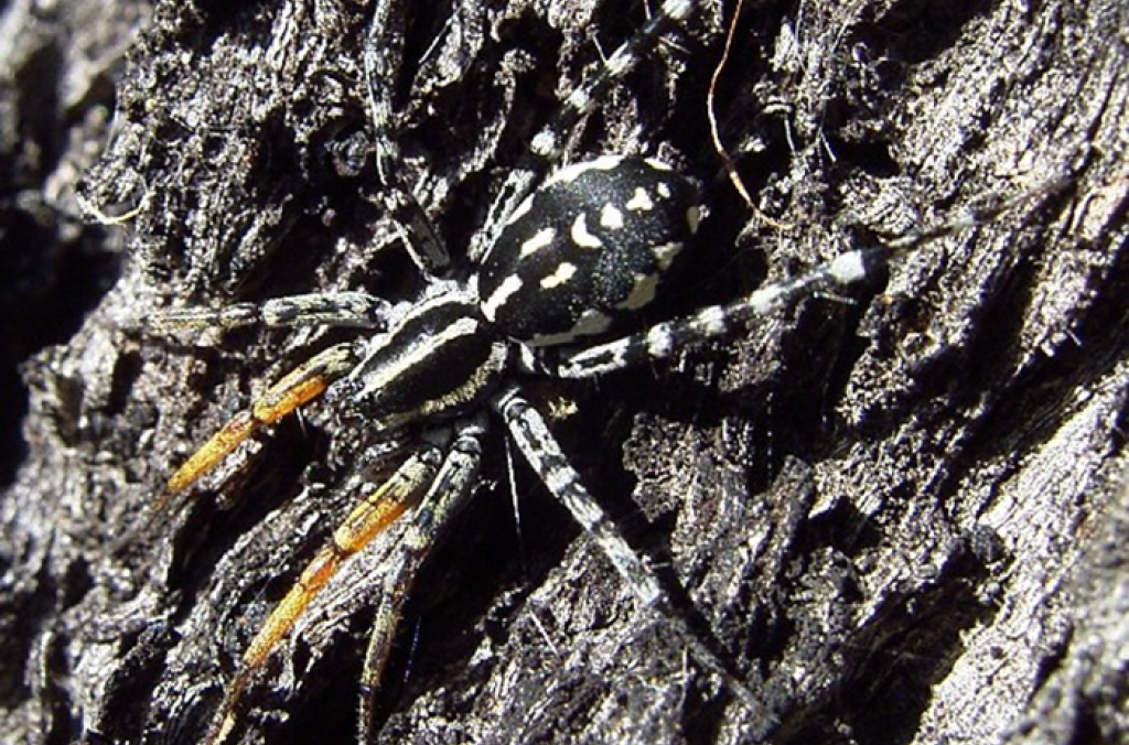 Spiders 8 | Botanic Gardens of Sydney