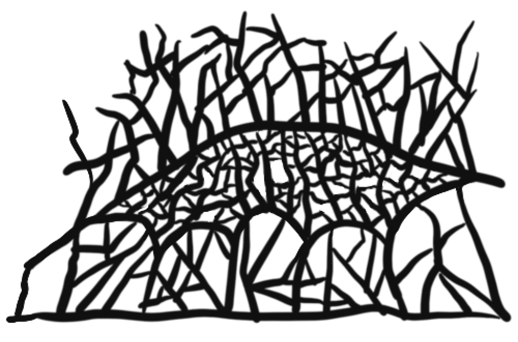 Spiders 8 | Botanic Gardens of Sydney