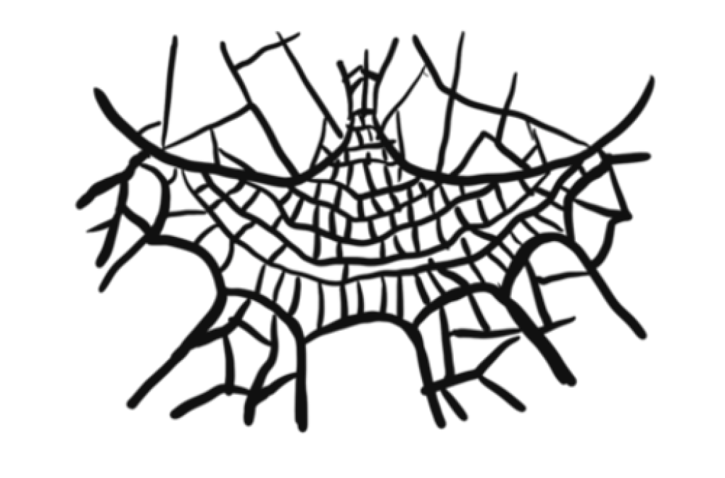 Spiders 8 | Botanic Gardens of Sydney