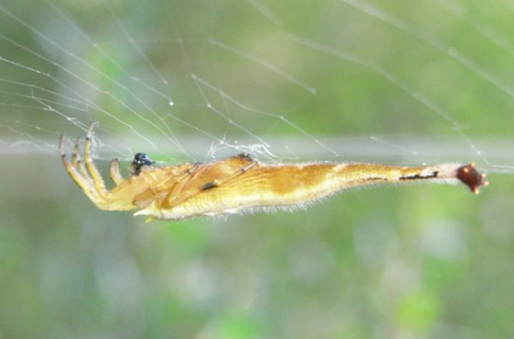 Spiders 8 | Botanic Gardens of Sydney