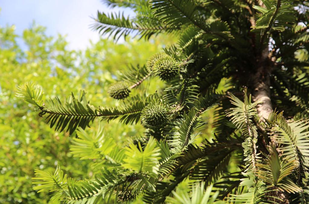 Growing Wollemi Pines | Botanic Gardens of Sydney