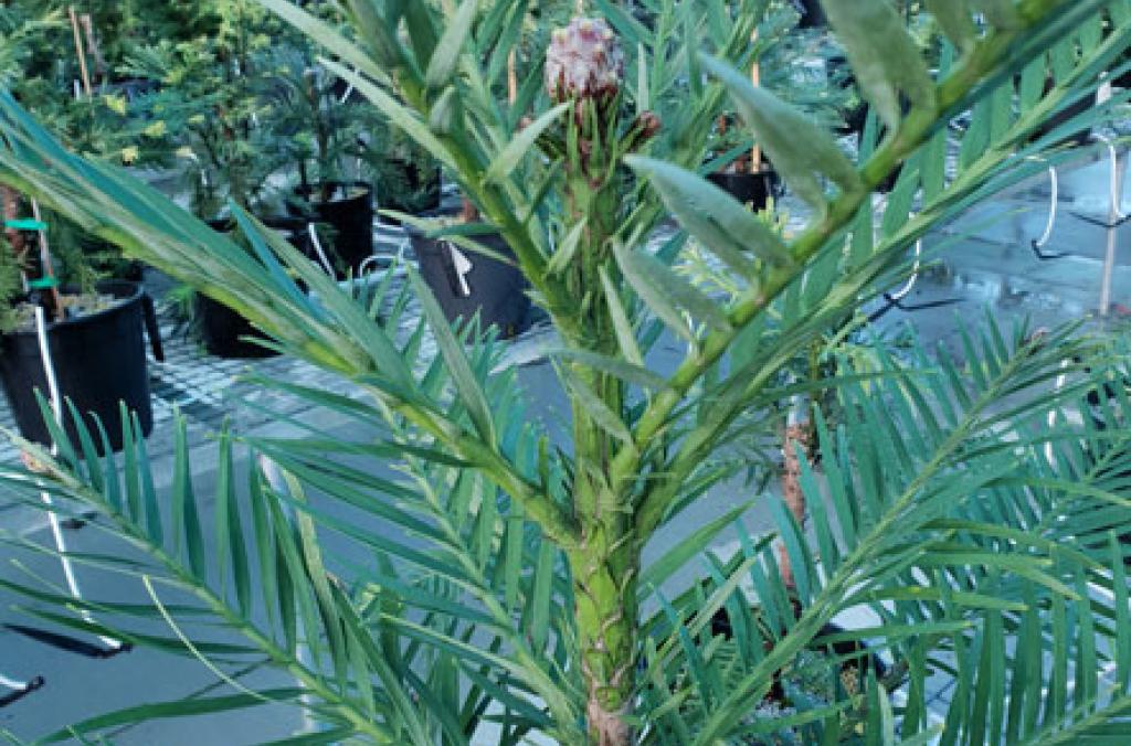 Growing Wollemi Pines | Botanic Gardens of Sydney