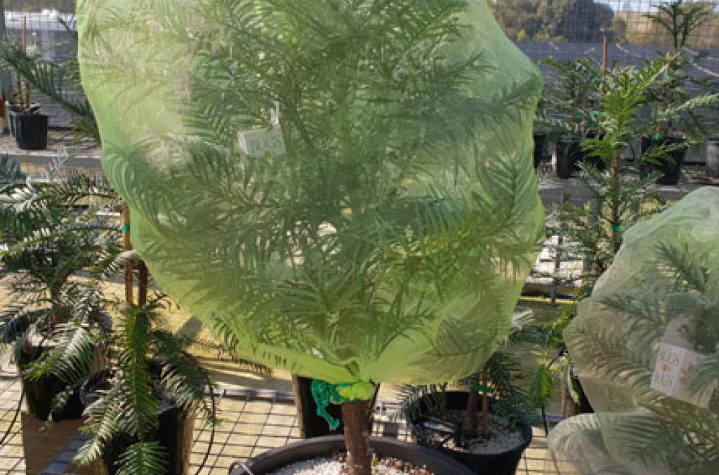 Growing Wollemi Pines | Botanic Gardens of Sydney