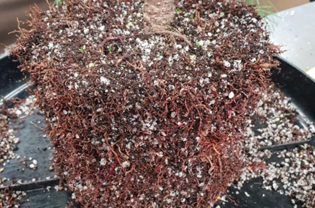 Growing Wollemi Pines | Botanic Gardens of Sydney