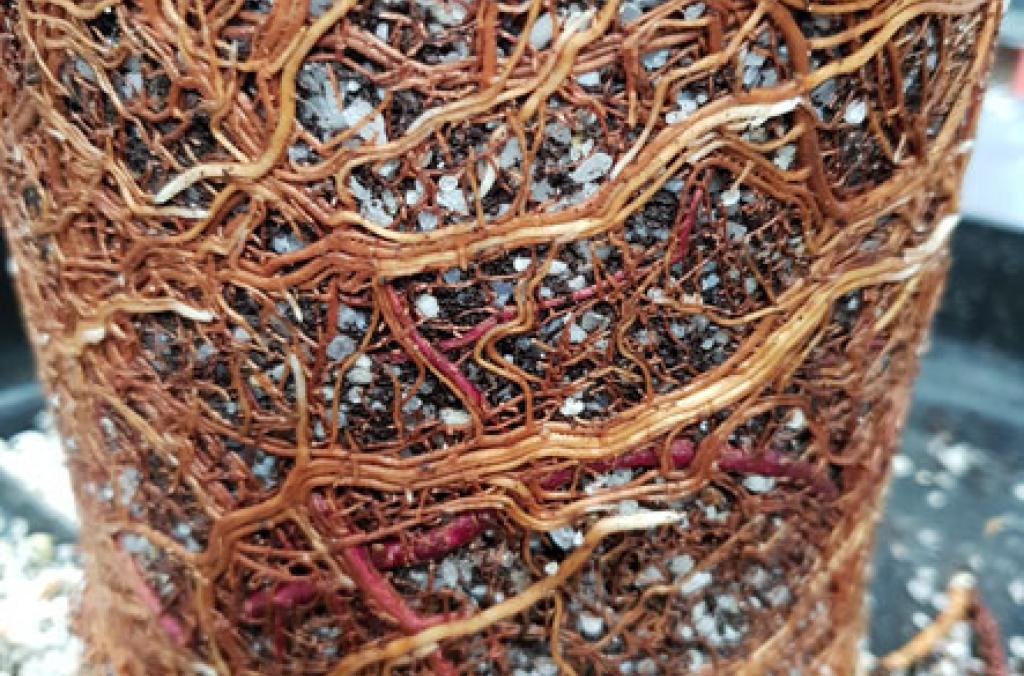 Growing Wollemi Pines | Botanic Gardens of Sydney