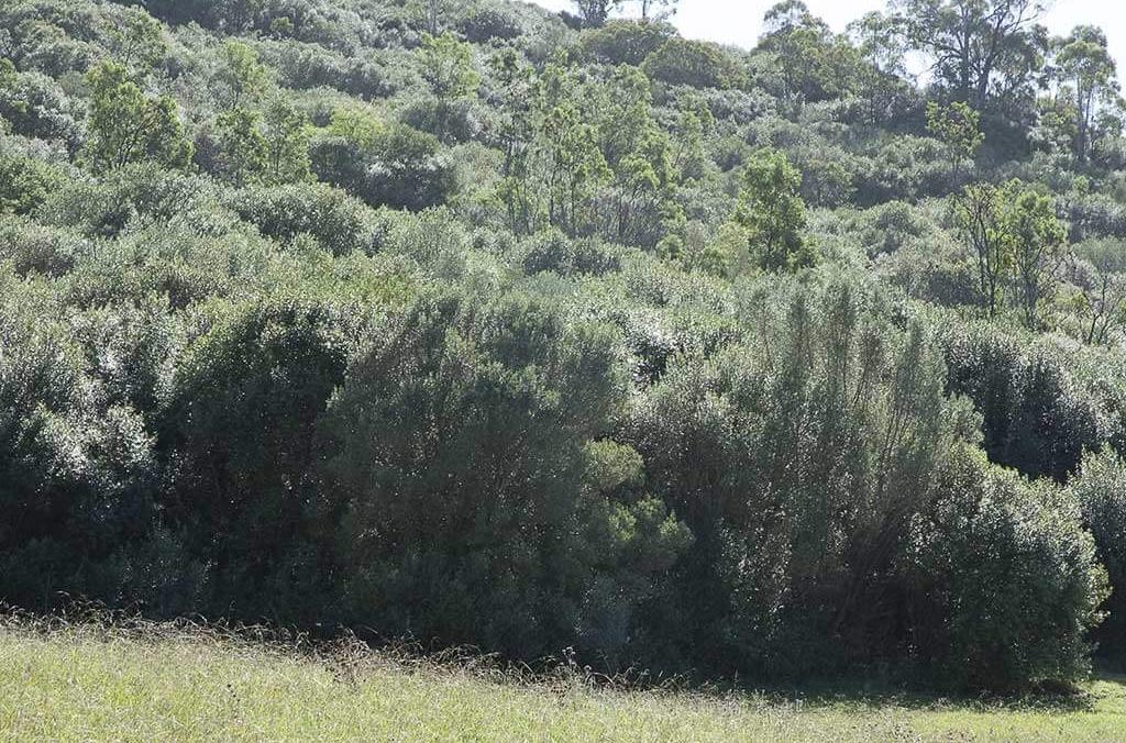 Why is our rainforest on the rocks? | Botanic Gardens of Sydney