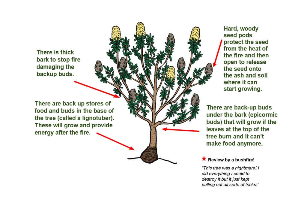 Plant adaptations | Botanic Gardens of Sydney