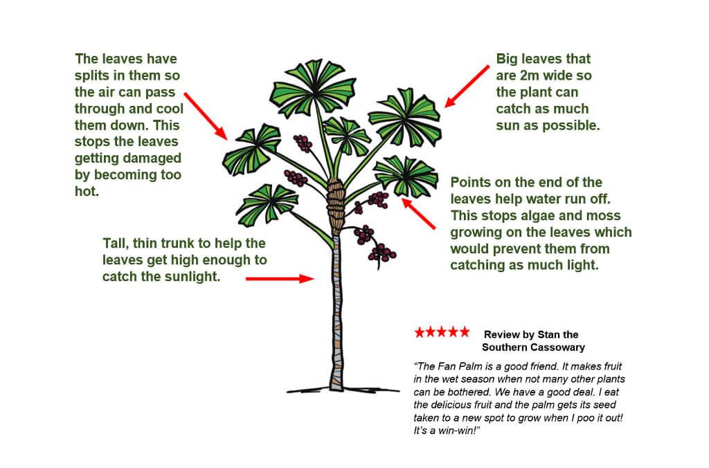 Plant adaptations | Botanic Gardens of Sydney