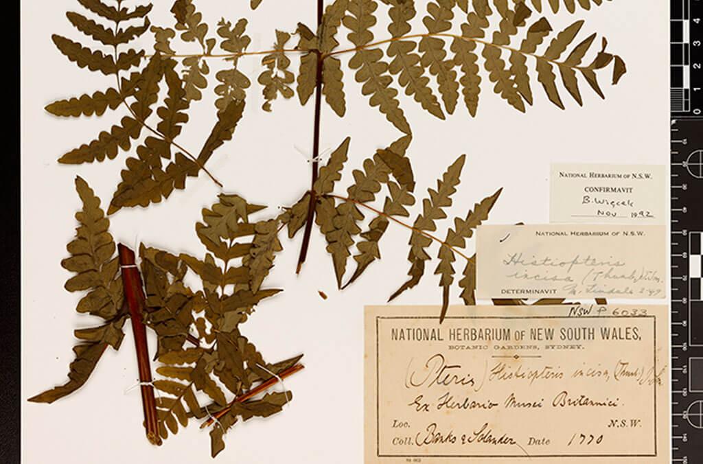 Herbarium history and highlights | Botanic Gardens of Sydney