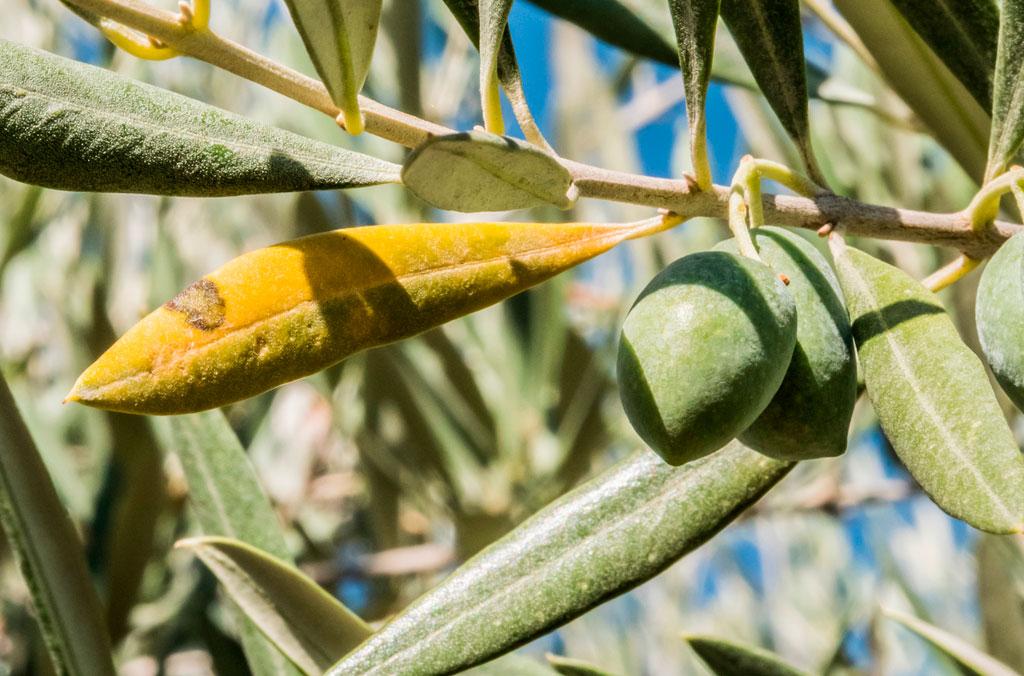 PlantClinic - Plant disease diagnostics | Botanic Gardens of Sydney