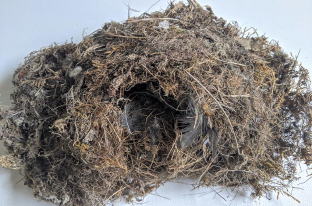 Nests, eggs and life cycles | Botanic Gardens of Sydney