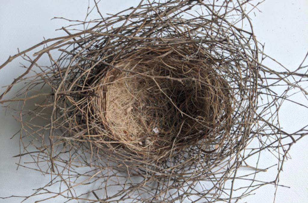 Nests, eggs and life cycles | Botanic Gardens of Sydney