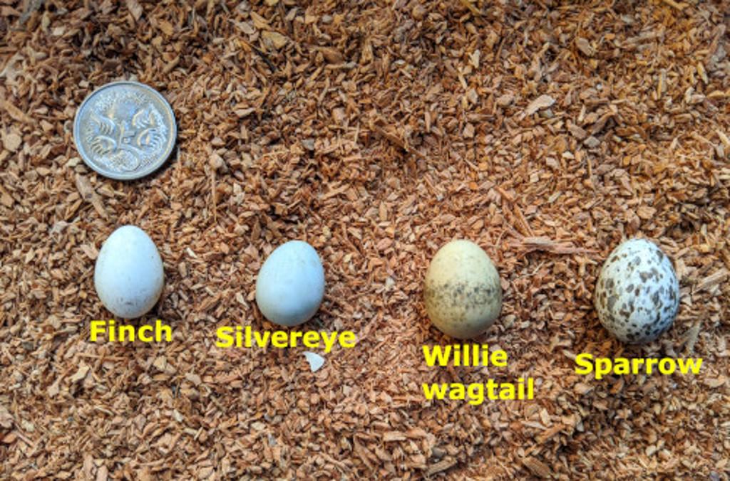 Nests, eggs and life cycles | Botanic Gardens of Sydney