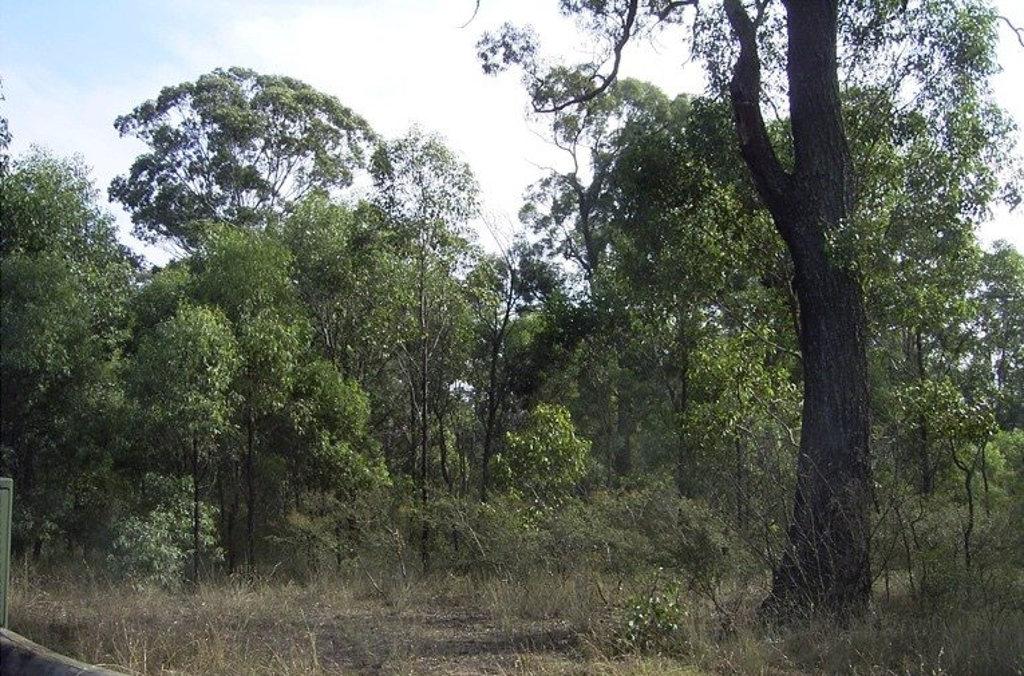 Human interactions with the Cumberland Plain Woodland | Botanic Gardens ...