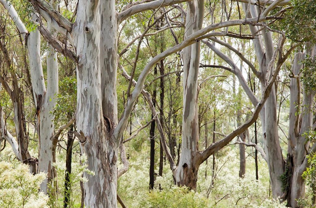 Human interactions with the Cumberland Plain Woodland | Botanic Gardens ...