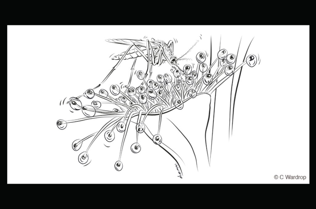 Types of traps | Botanic Gardens of Sydney