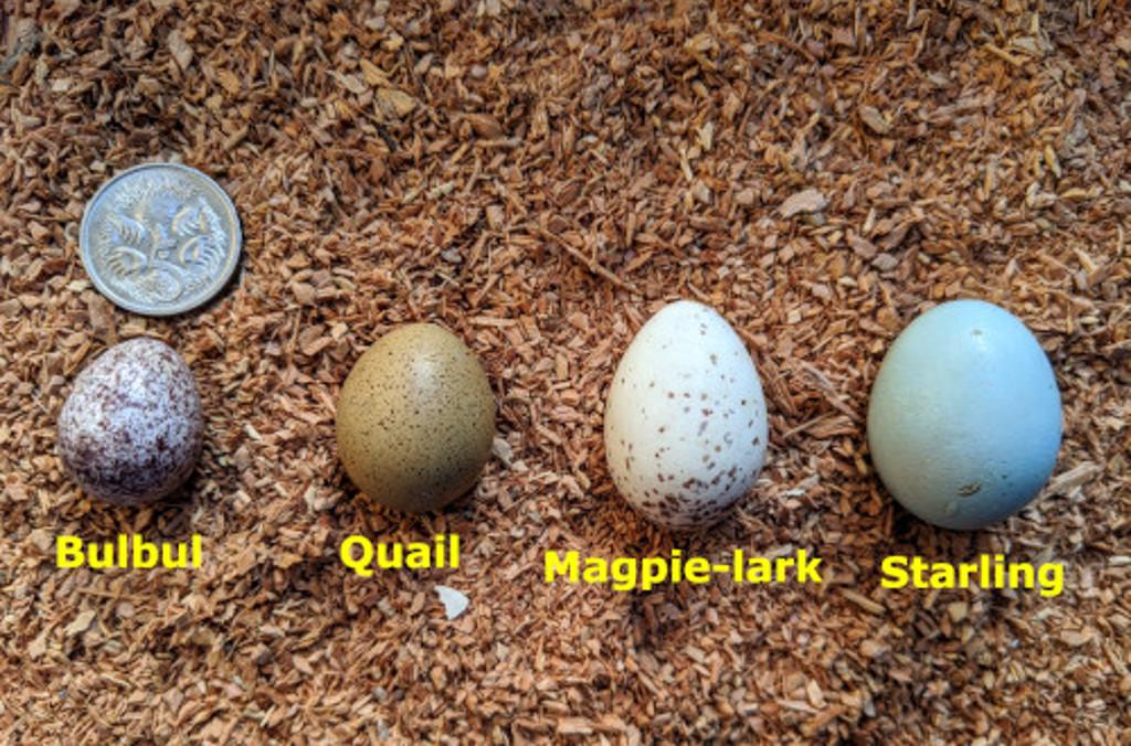 Nests, eggs and life cycles | Botanic Gardens of Sydney