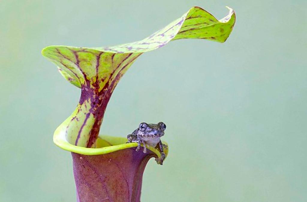 Types of traps | Botanic Gardens of Sydney