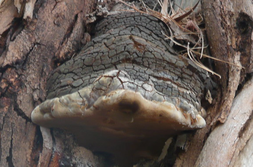 Healthy habitats | Botanic Gardens of Sydney