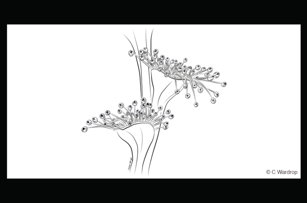 Types of traps | Botanic Gardens of Sydney