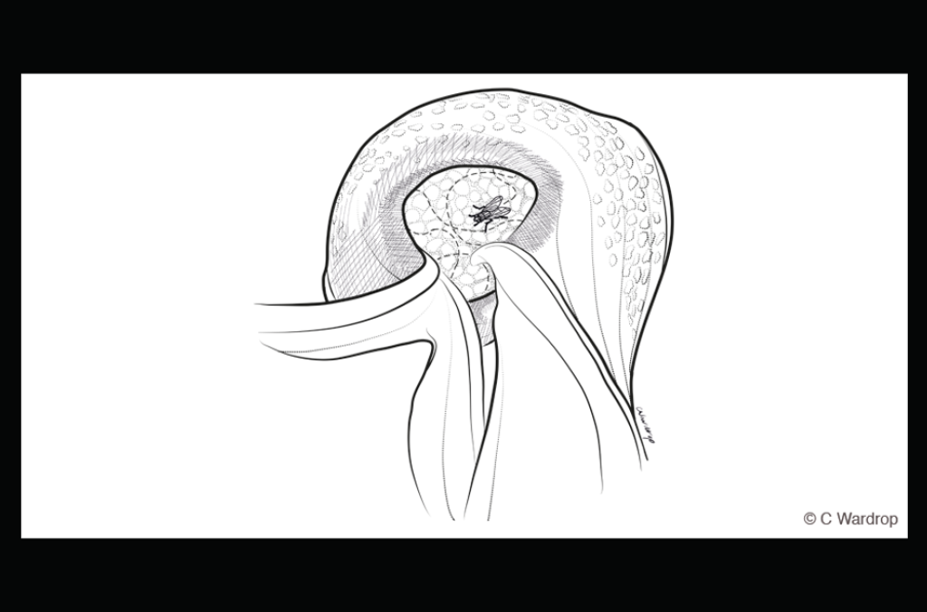 Types of traps | Botanic Gardens of Sydney