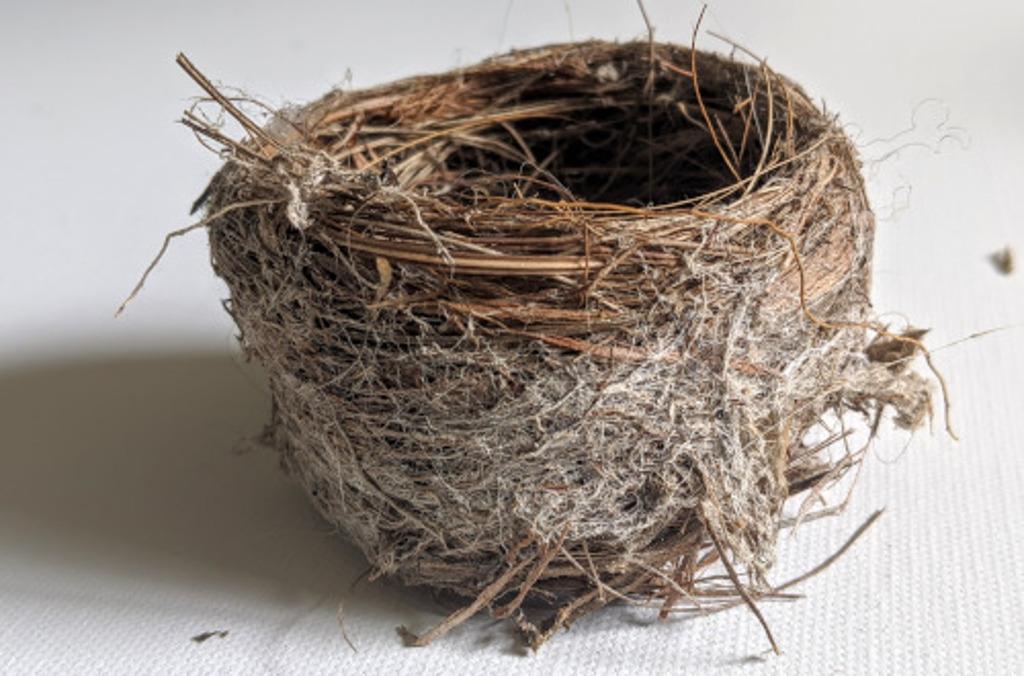 Nests, eggs and life cycles | Botanic Gardens of Sydney