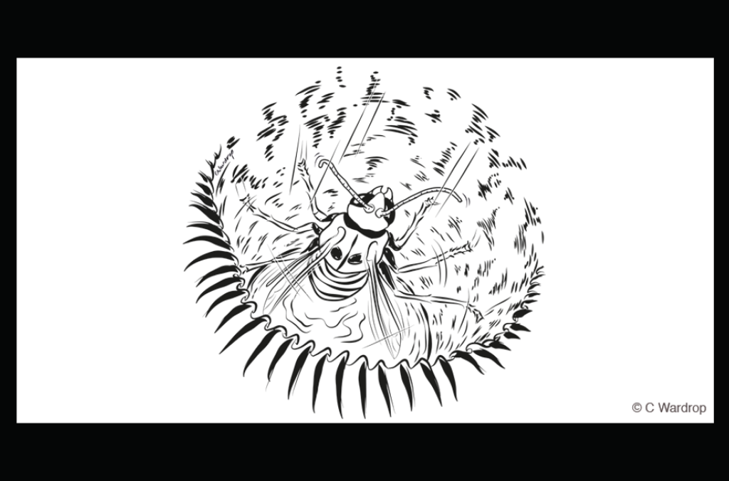 Types of traps | Botanic Gardens of Sydney